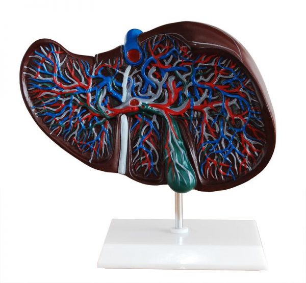 Liver Model - Ravi Scientific Industries