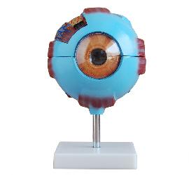 Giant Eye Model - Ravi Scientific Industries
